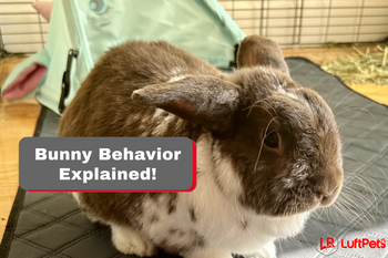 Bunny Behavior Explained – LUFTPETS