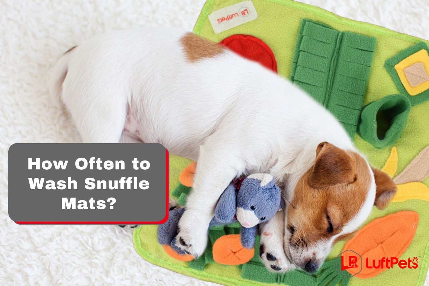 How Often to Wash Snuffle Mats? Best-Kept Tips! – LUFTPETS