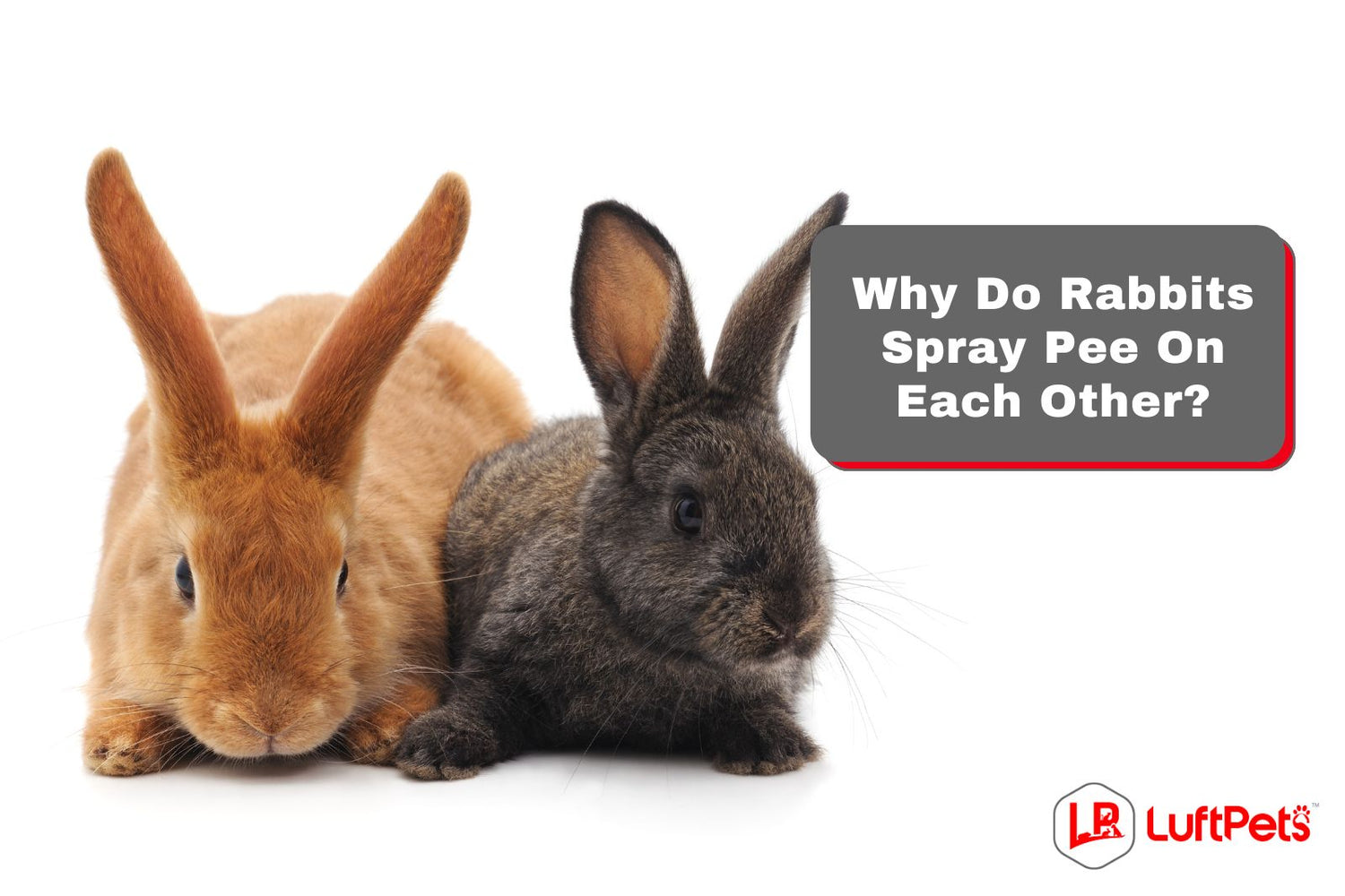 Why Do Rabbits Spray On Each Other? (And How to Stop It) – LUFTPETS