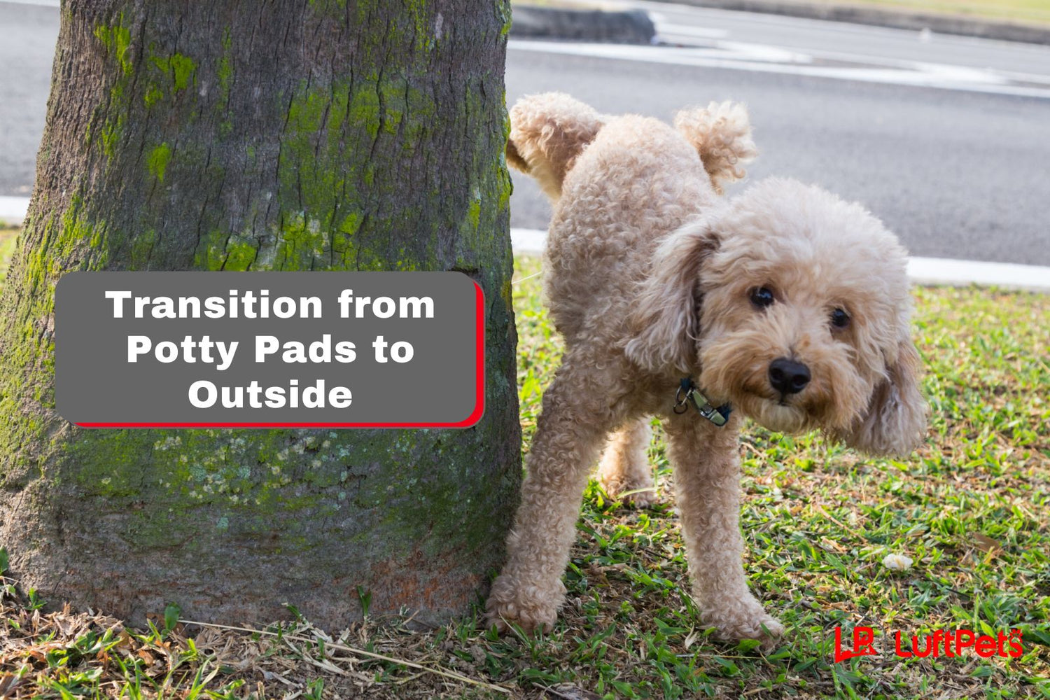 How to Transition from Potty Pads to Outside: 6 Effective Tips – LUFTPETS