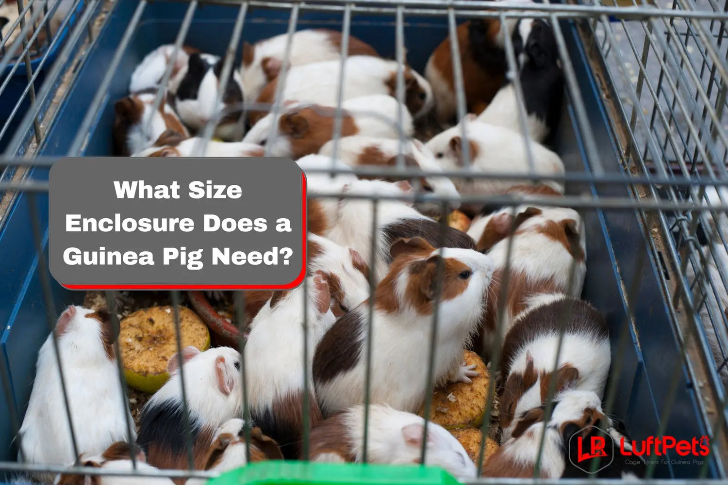 What Size Enclosure Does a Guinea Pig Need? – LUFTPETS