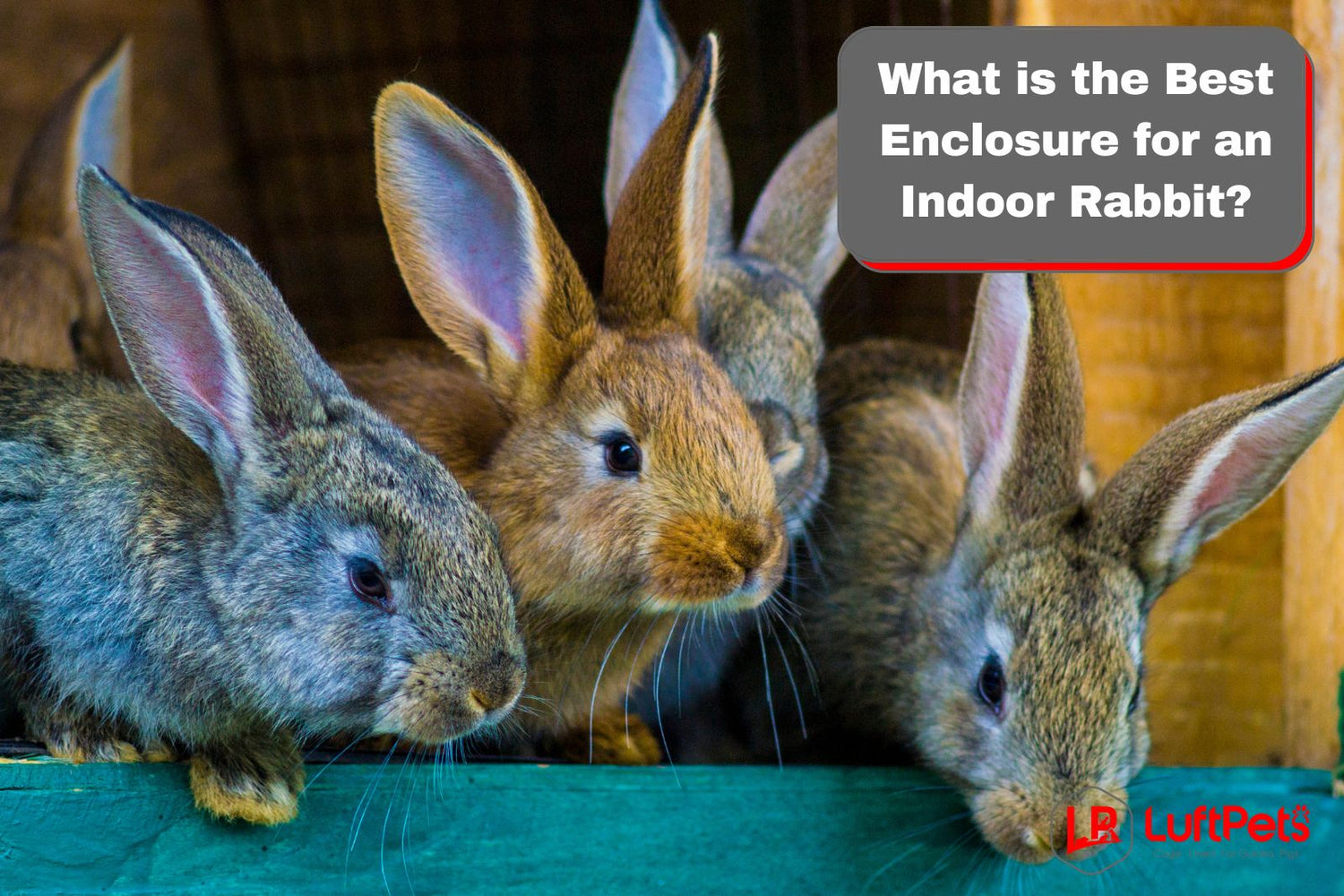 What is the Best Enclosure for an Indoor Rabbit? – LUFTPETS